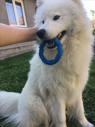 Samojed, odrastao pas