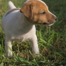 Jack russel terier stenci na prodaju