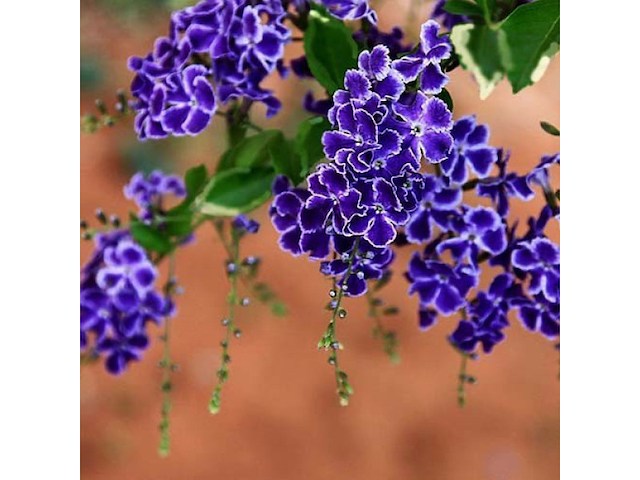 SAFIRNA KIŠA (Duranta repens)  BILJKA