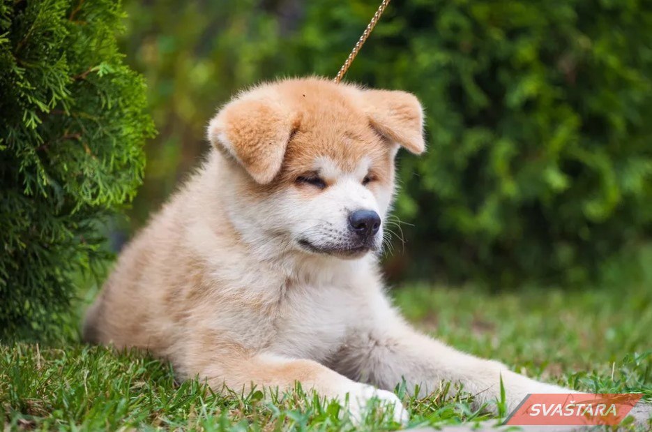 Akita inu i aljaski malamut stenci na prodaju