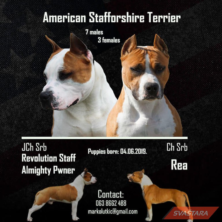 Američki staford terijer- štenci