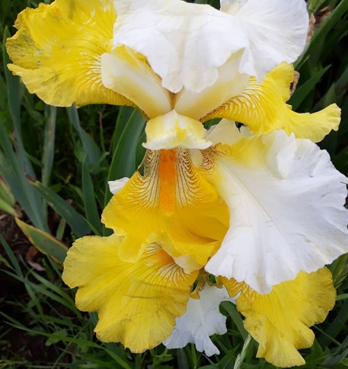 Iris žuto beli