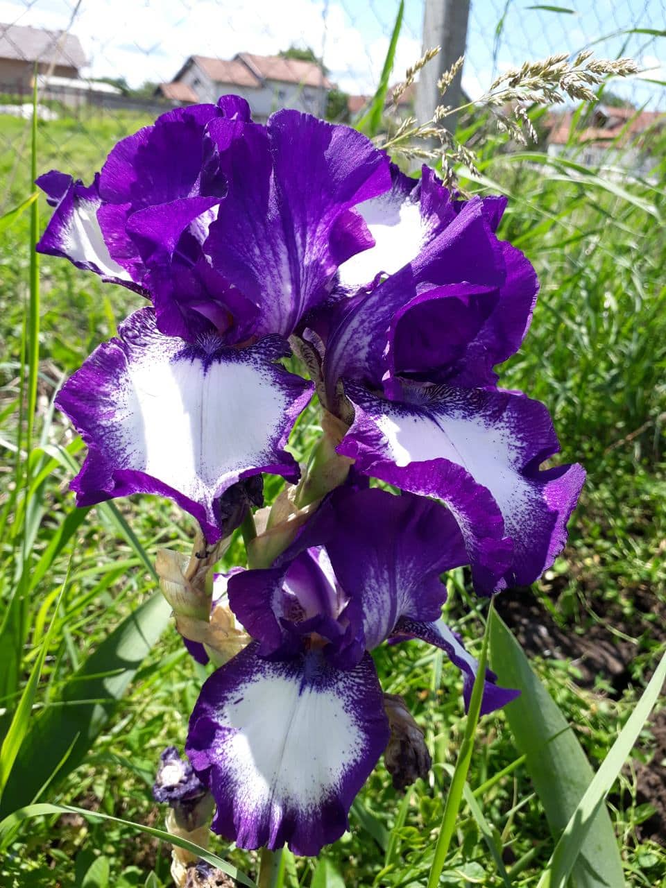 Iris tamno plavi sa belim
