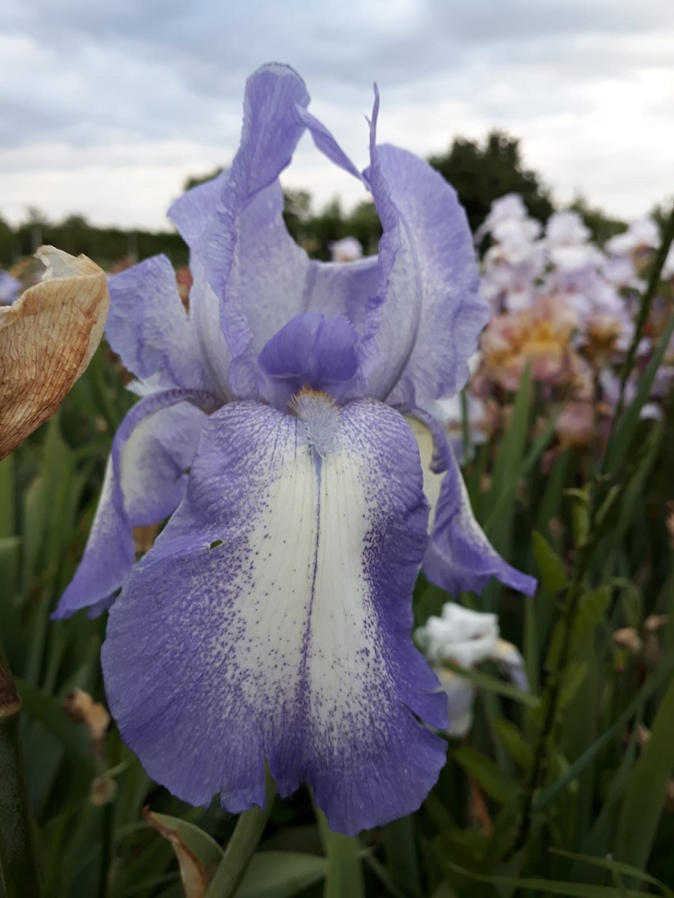 Iris dvobojni svetlo plavi krupan