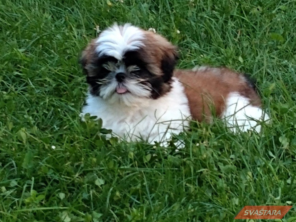 Shih Tzu štene