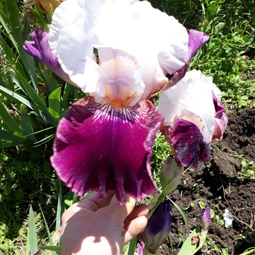 Iris rozo ljubičasti valovit (ljk, ljb)