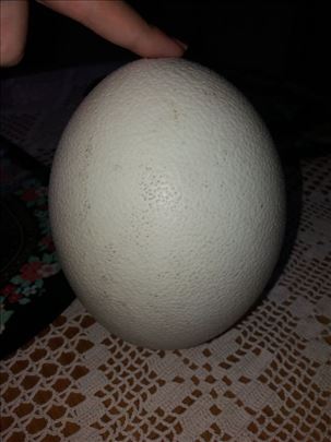 Nojeva jaja