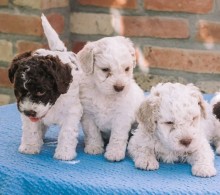 Lagotto romagnolo stenci na prodaju