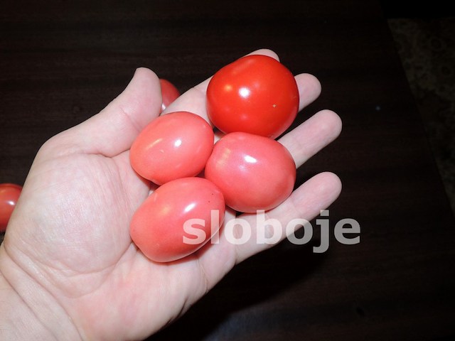 Paradajz `Pink Thai Egg`, 20 semenki