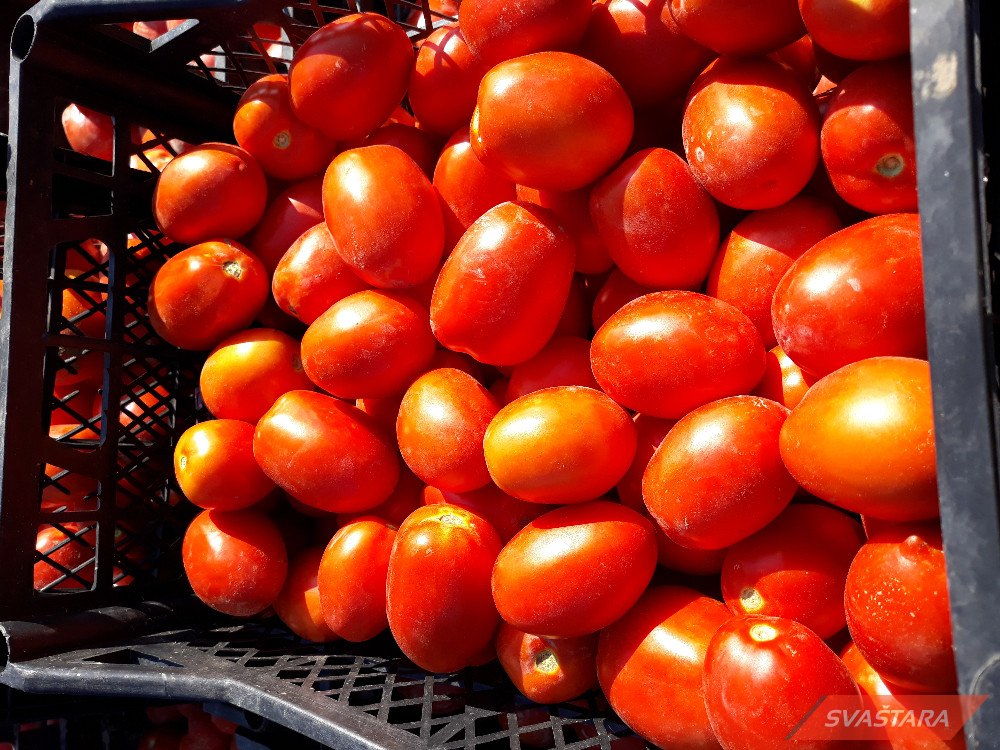 paradajz prodajem cedjenje kuvanje sušenje