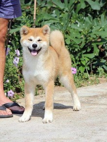 Akita inu stenci odlicngo kvaliteta