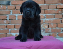 Labrador retriver vrhunskog porekla