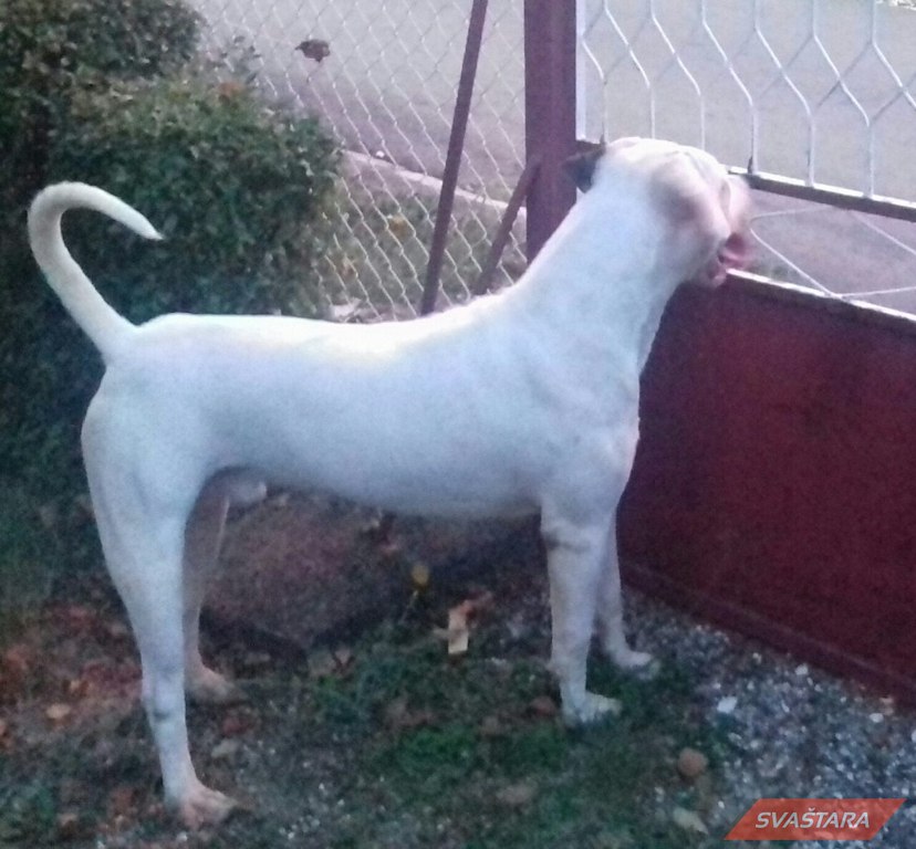 Dogo argentino