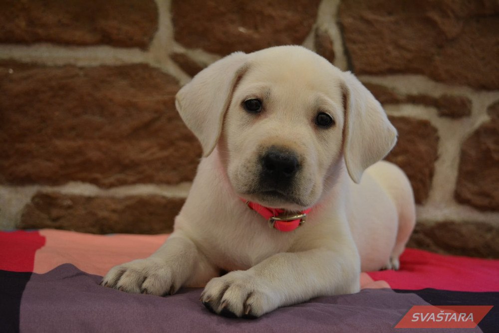 Labrador štenad na usvajanje!