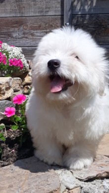 Coton de tulear