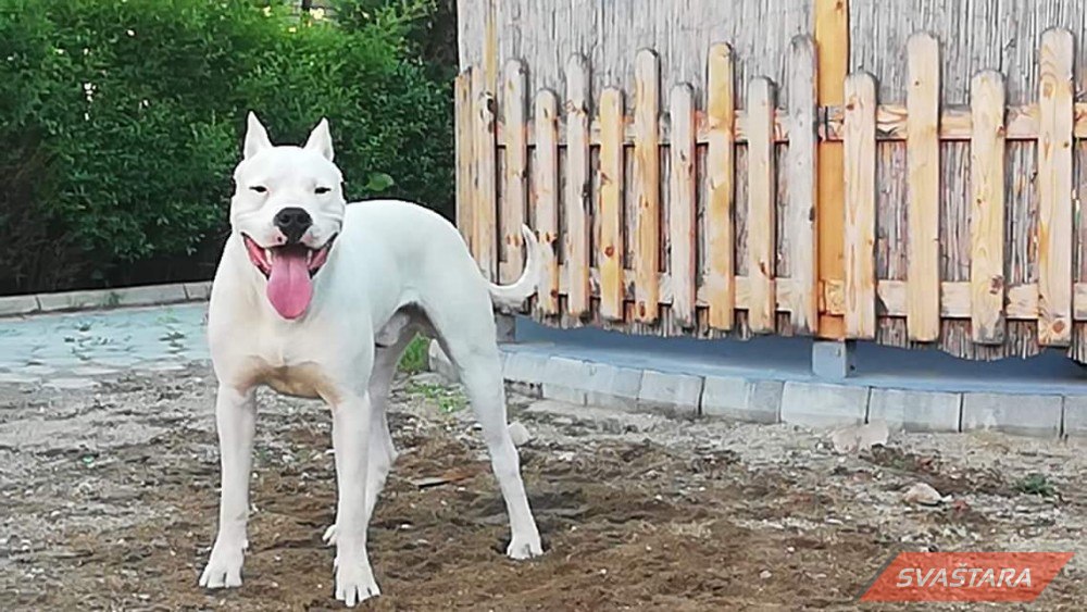 Dogo argentino, muzjak, za parenje