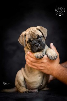 Odgajivačnica bullmastiff-a "home of guardians"