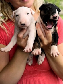 Bull terrier štenad šampionskog porekla