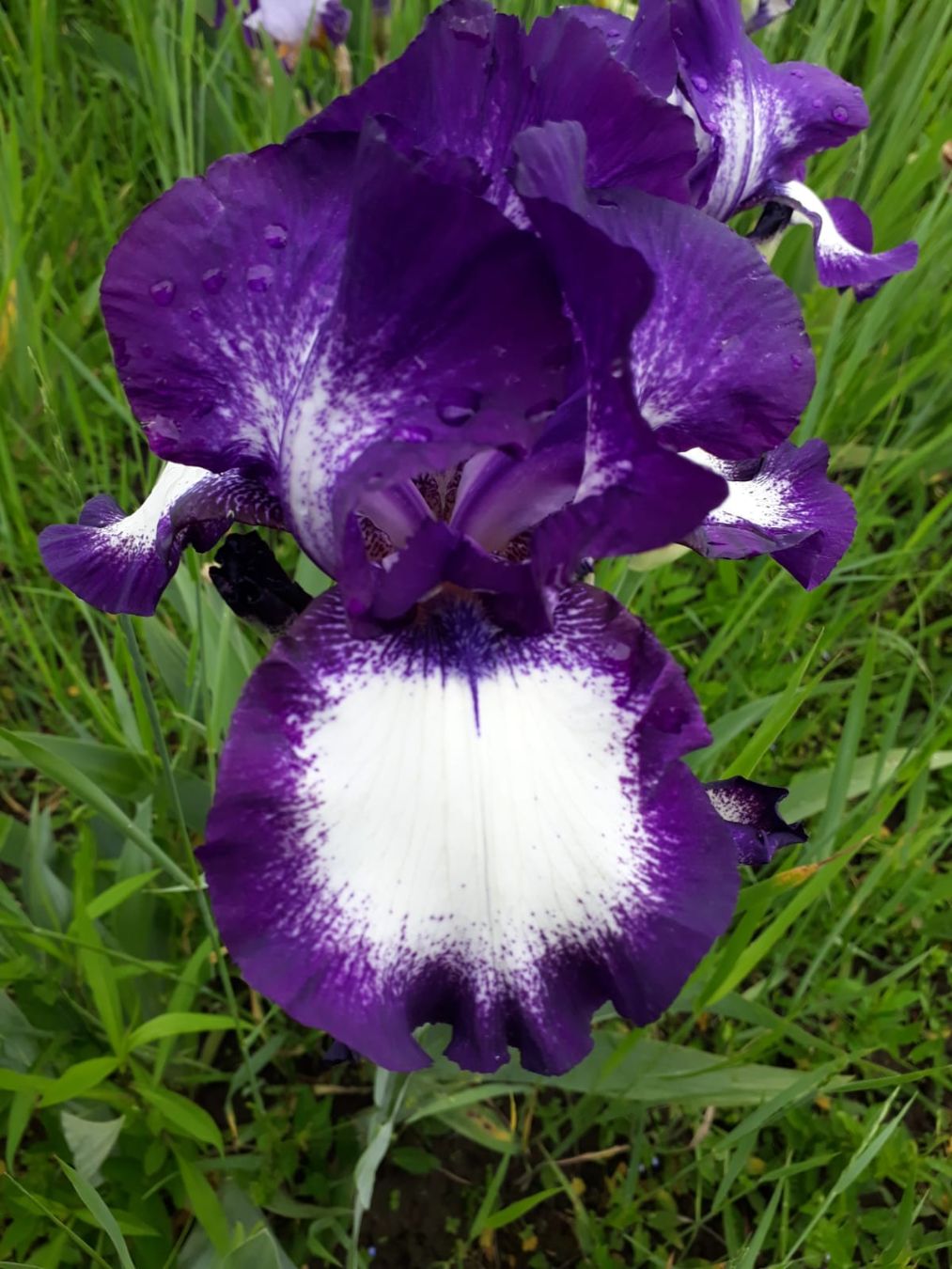 Iris tamno plavi valovit(bpv,mell)