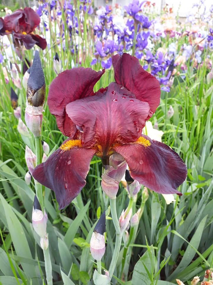 Iris crveni