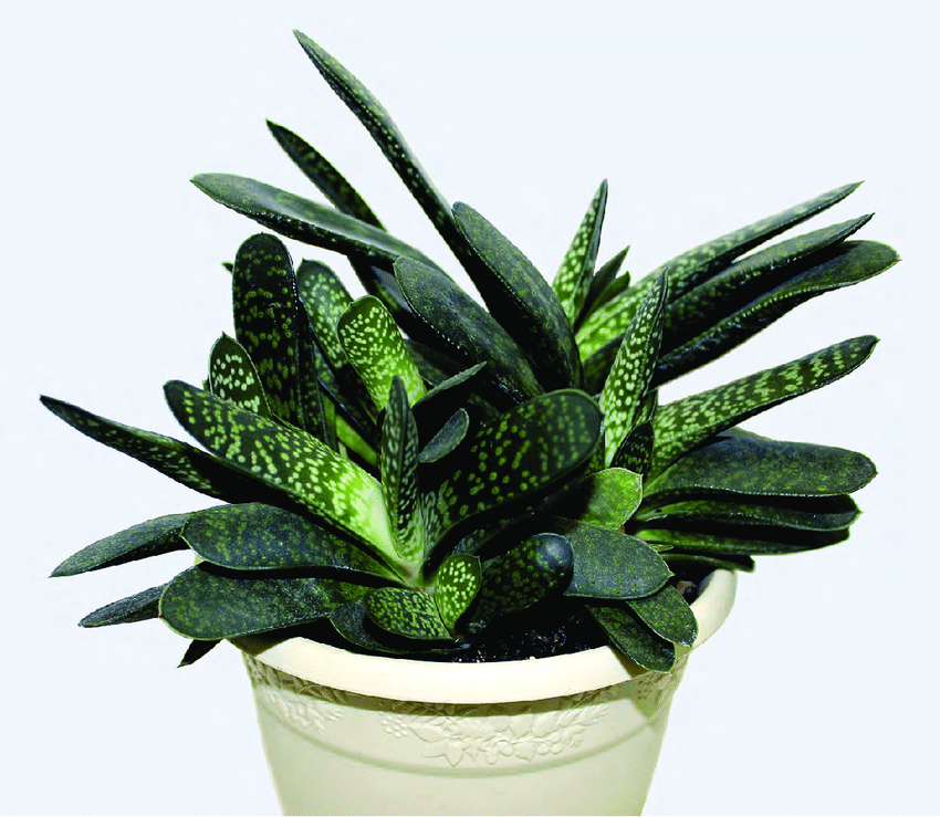 Sukulent gasteria