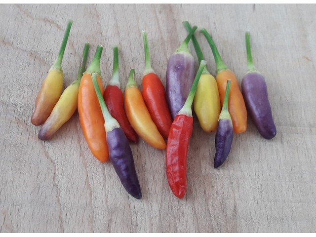 NuMex Easter Cabe Rainbow - Chili pepper 20 semenki