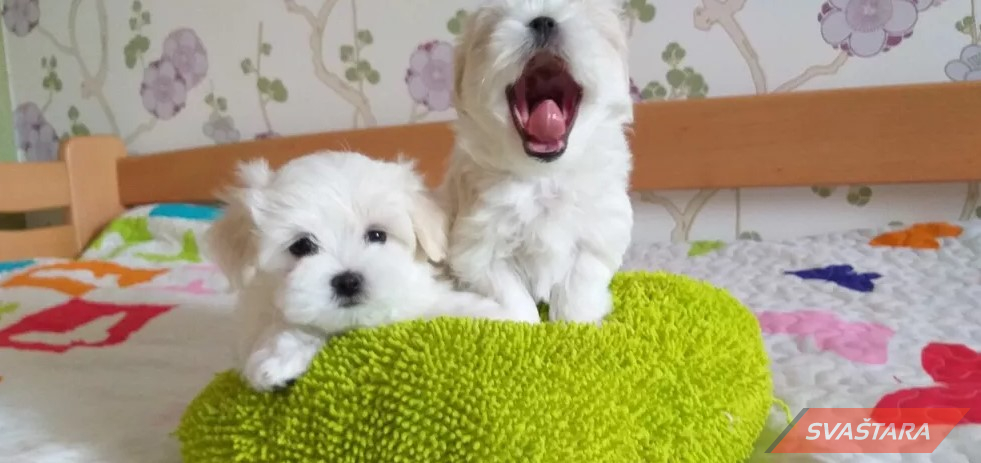 Maltezer i coton de tulear stenci na prodaju