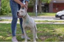 Vrhunska zenka dogo argentino