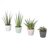 SANSEVIERIA