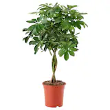 SCHEFFLERA ARBORICOLA