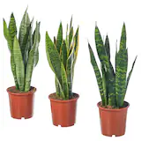 SANSEVIERIA TRIFASCIATA