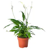 SPATHIPHYLLUM