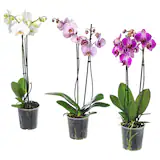 PHALAENOPSIS