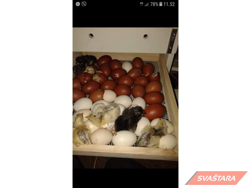 Inkubatori za SVA vrsta jaja