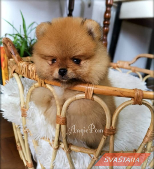 Mini Boo Pomeranac