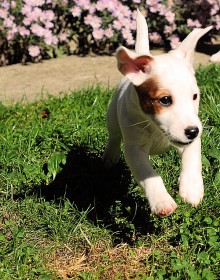 Džek rasel terijer/jack russell terrier