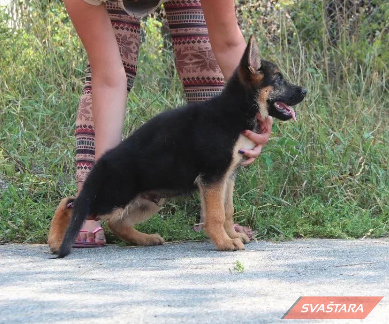 Nemacki ovcar i šarplaninac stenci na prodaju