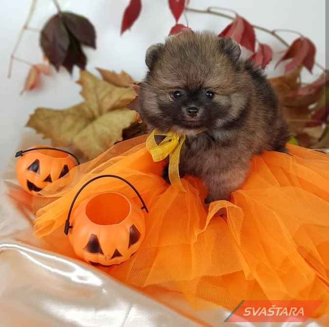 Mini Boo Pomeranac