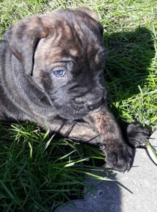 Stenci cane corso - tri zenke i muzjak