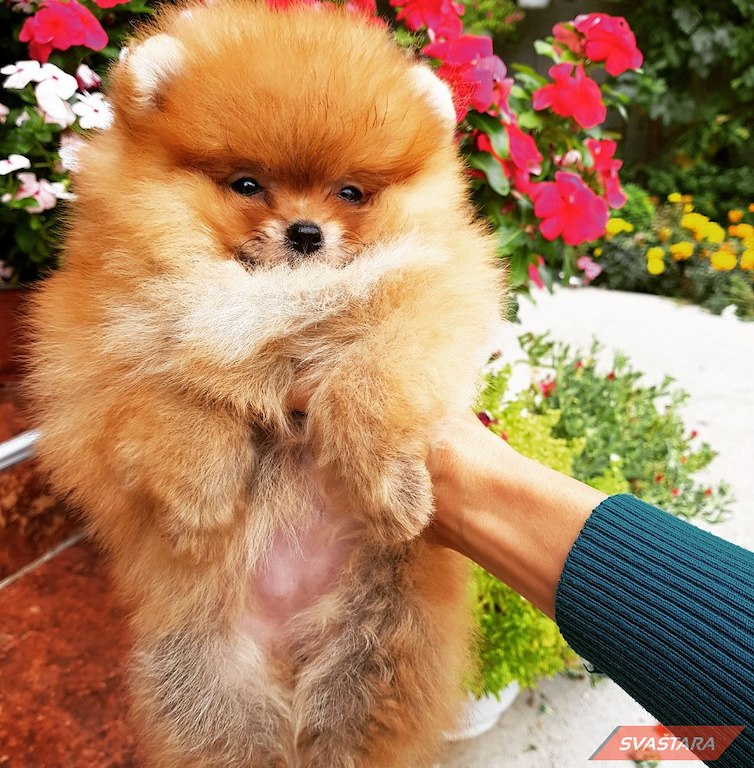 Pomeranac boo