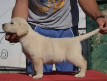 Labrador retriver stenci vrhunskog kvaliteta