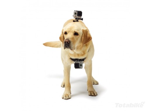 Nosač GoPro kamere za pse