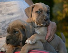 Cane corso sivi i formentino