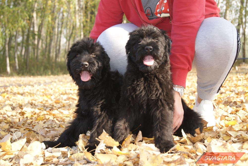 Crni ruski terijer štenci
