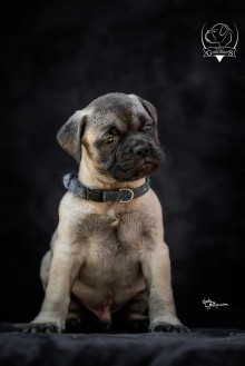 Odgajivačnica bullmastiff-a "home of guardians"