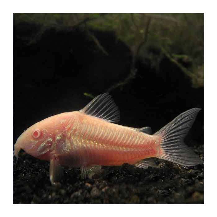 Corydoras Paleatus albino