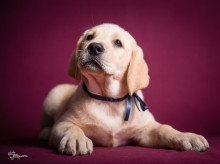 Labrador retriver - dvavrhunska muska steneta