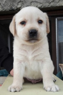 Labrador stenci vrhunskog porekla