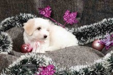 Coton de tulear stenci na prodaju