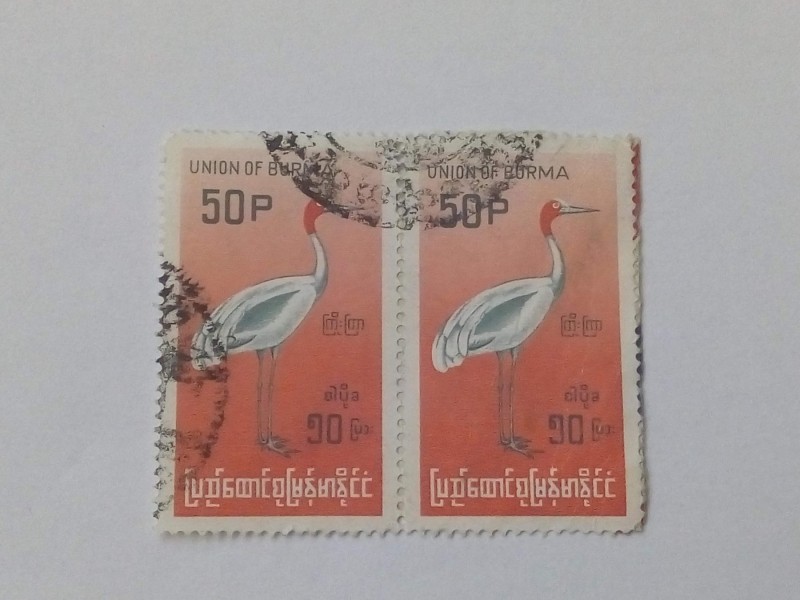 Burma - Ptice -